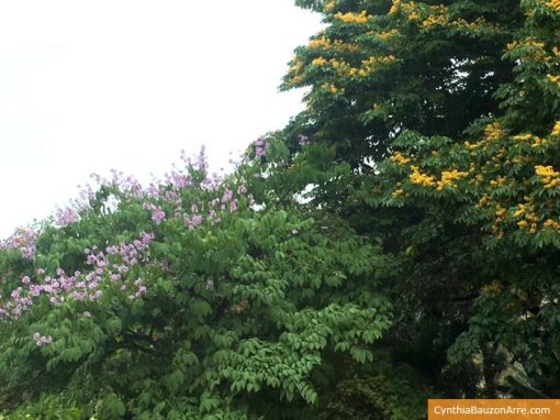 Why Philippine Native Trees Need Protecting (now more than ever ...