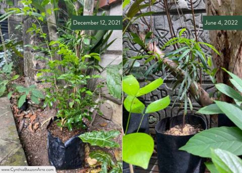 From Drawing Native Trees to Growing Native Trees | Cynthia Bauzon-Arre