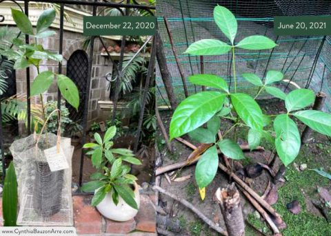 From Drawing Native Trees to Growing Native Trees | Cynthia Bauzon-Arre